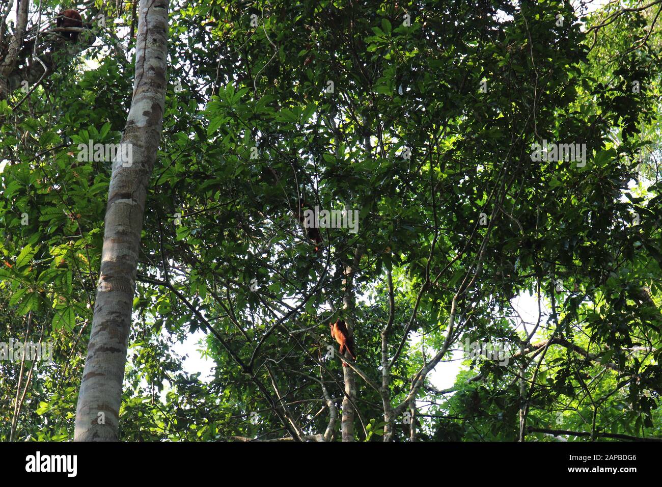 Three Red Howler Monkeys in the tree canopy of the Amazon Rainforest in ...