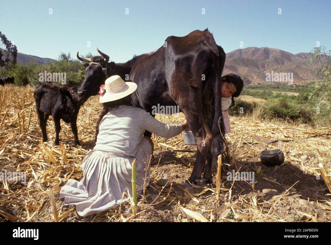 BOLIVIA Woman milking cow photo by Sean Sprague Stock Photo - Alamy