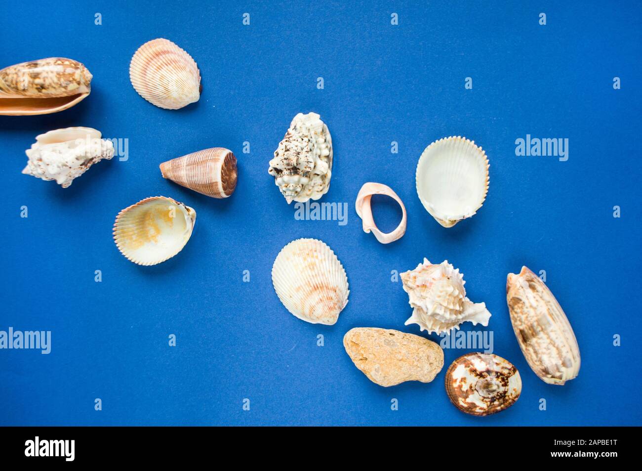 Summer time concept with sea shells on classic blue color background ...