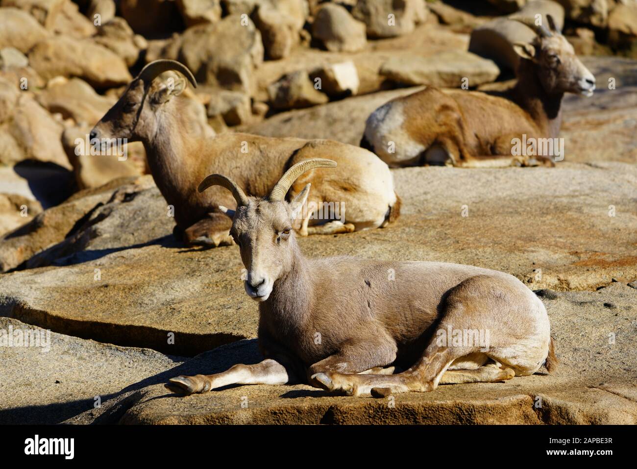 Nelson bighorn sheep hi-res stock photography and images - Alamy
