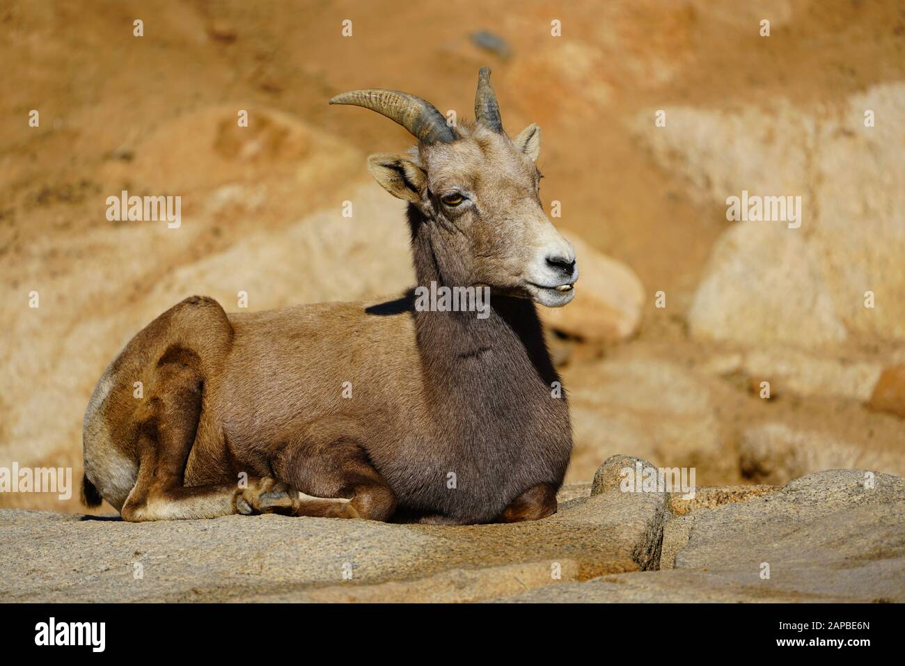 View of a desert bighorn sheep (Ovis Canadensis Nelsoni Stock Photo - Alamy