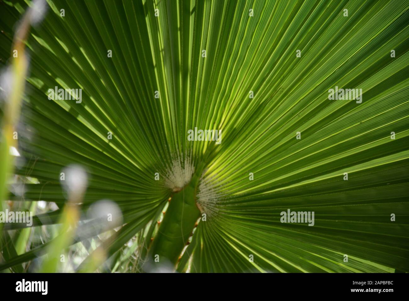 Palmfrond hi-res stock photography and images - Alamy