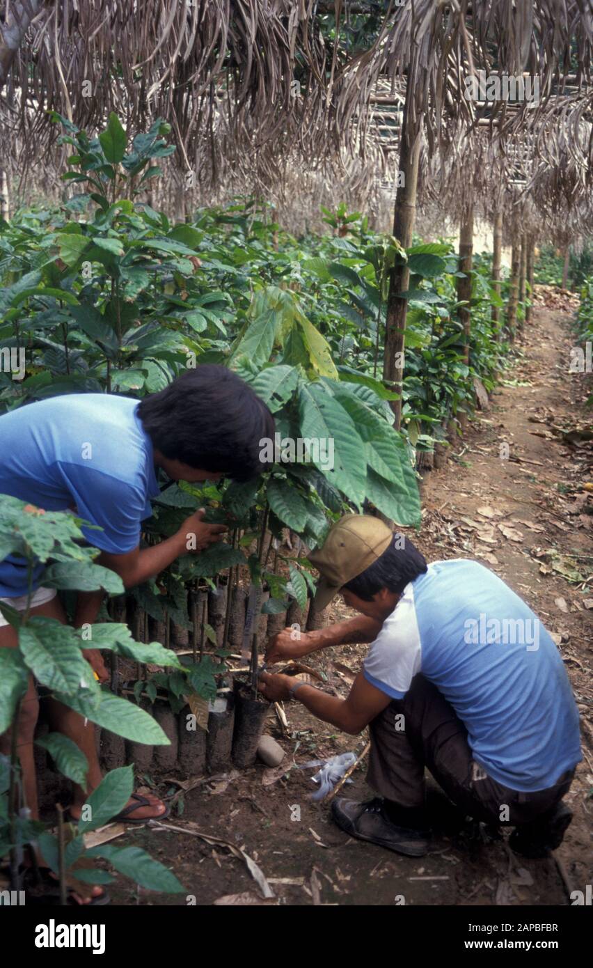 BOLIVIA Farming cacao plants, Alto Beni photo by Sean Sprague Stock ...