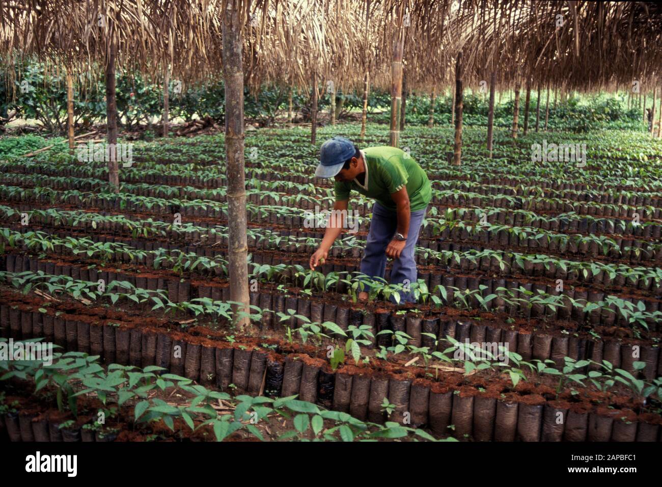 BOLIVIA Farming cacao plants, Alto Beni photo by Sean Sprague Stock ...