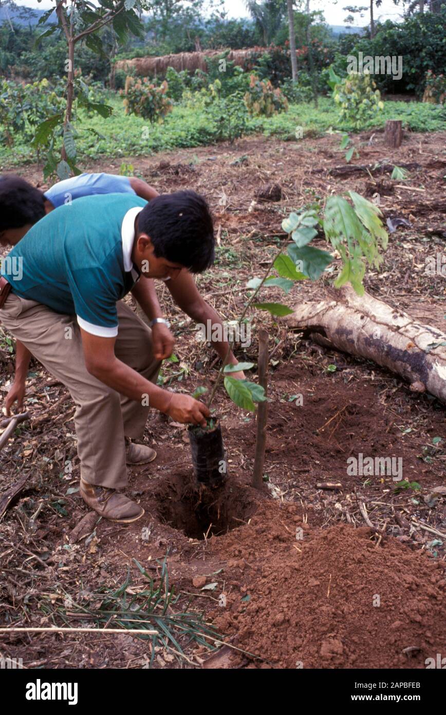 BOLIVIA Farming cacao plants, Alto Beni photo by Sean Sprague Stock ...