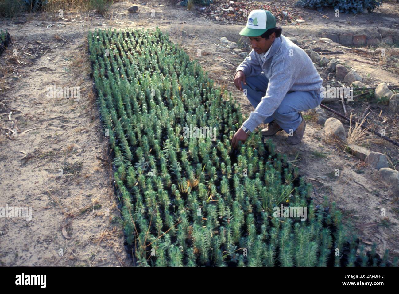 BOLIVIA Farming cacao plants, Alto Beni photo by Sean Sprague Stock ...