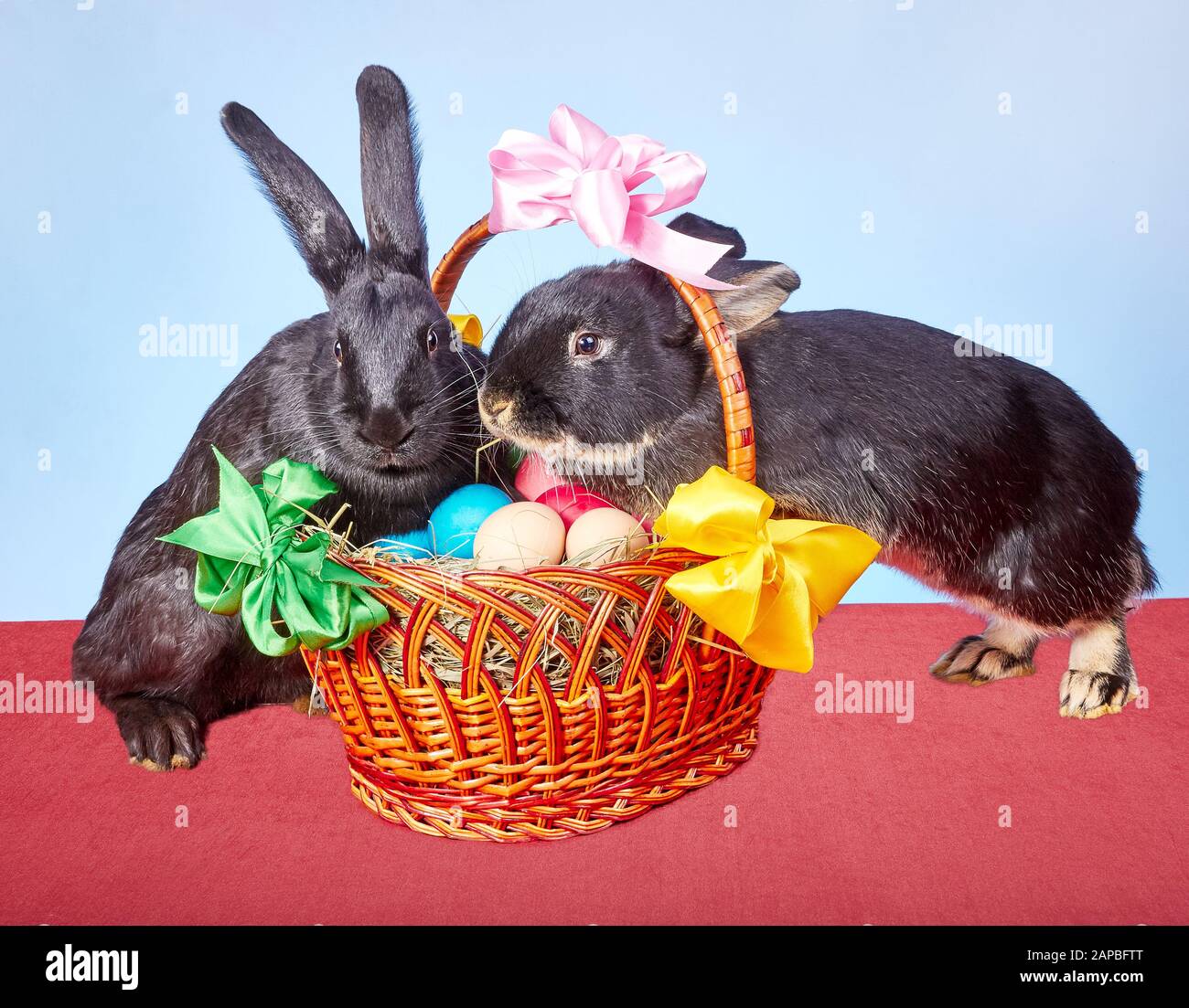 Lovely rabbits hi-res stock photography and images - Alamy