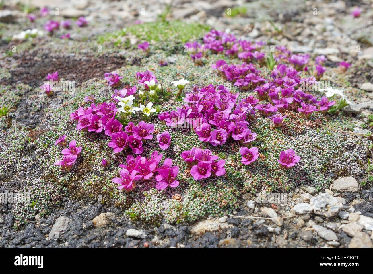 Saxifraga oppositifolia. Alpine flora of Kodnitztal valley in the ...