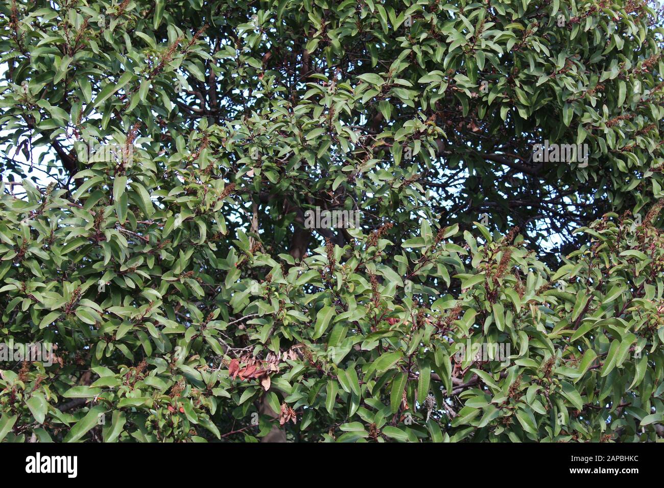 Stems of red, and curved foliage with a midline fold are features of ...