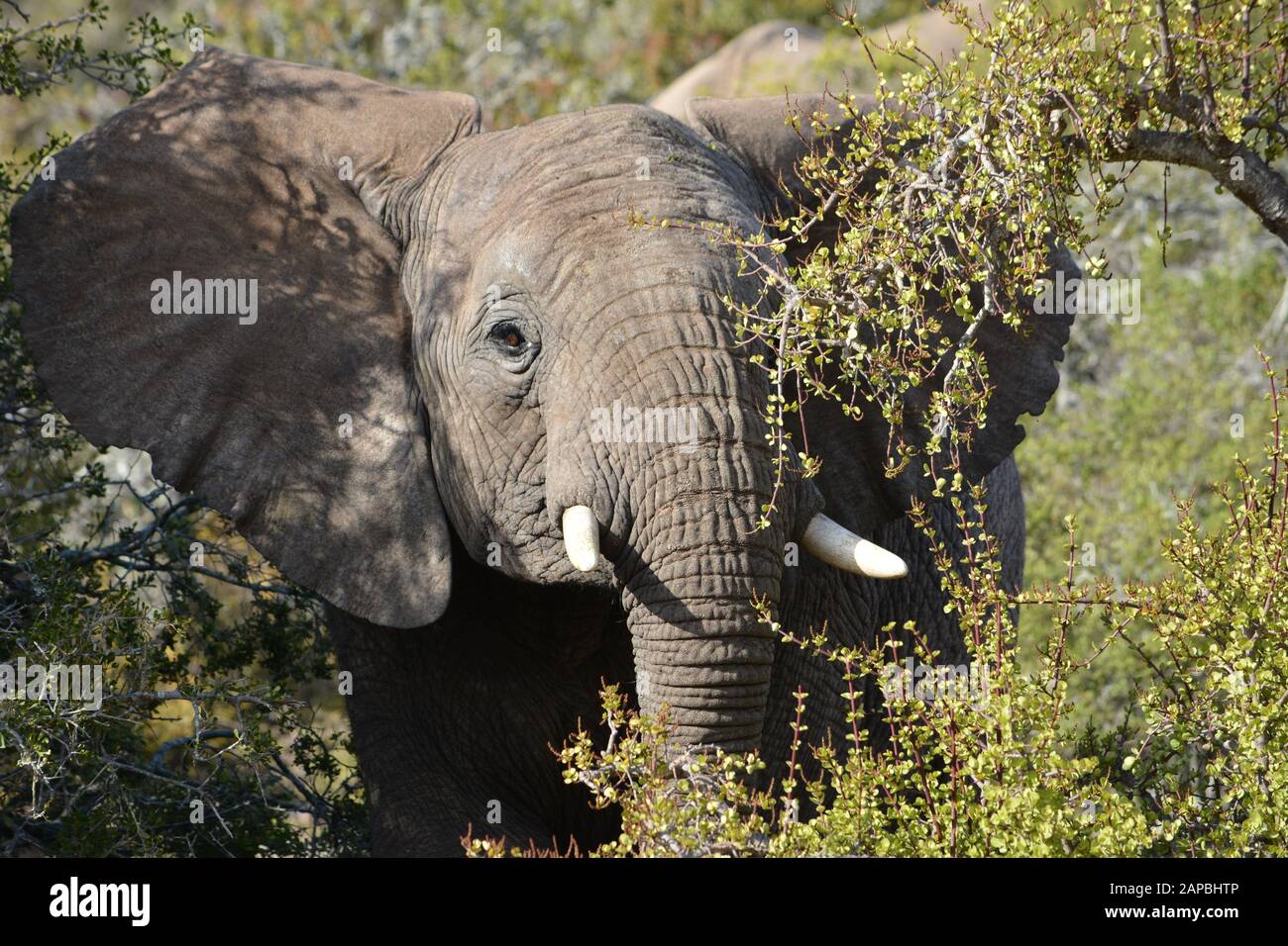 A young elephant behind acacia trees Stock Photo - Alamy