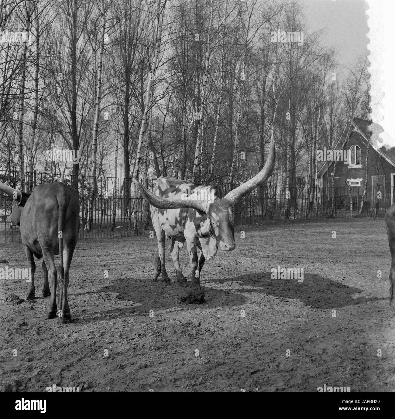 Asian wildlife diversity Black and White Stock Photos & Images - Alamy