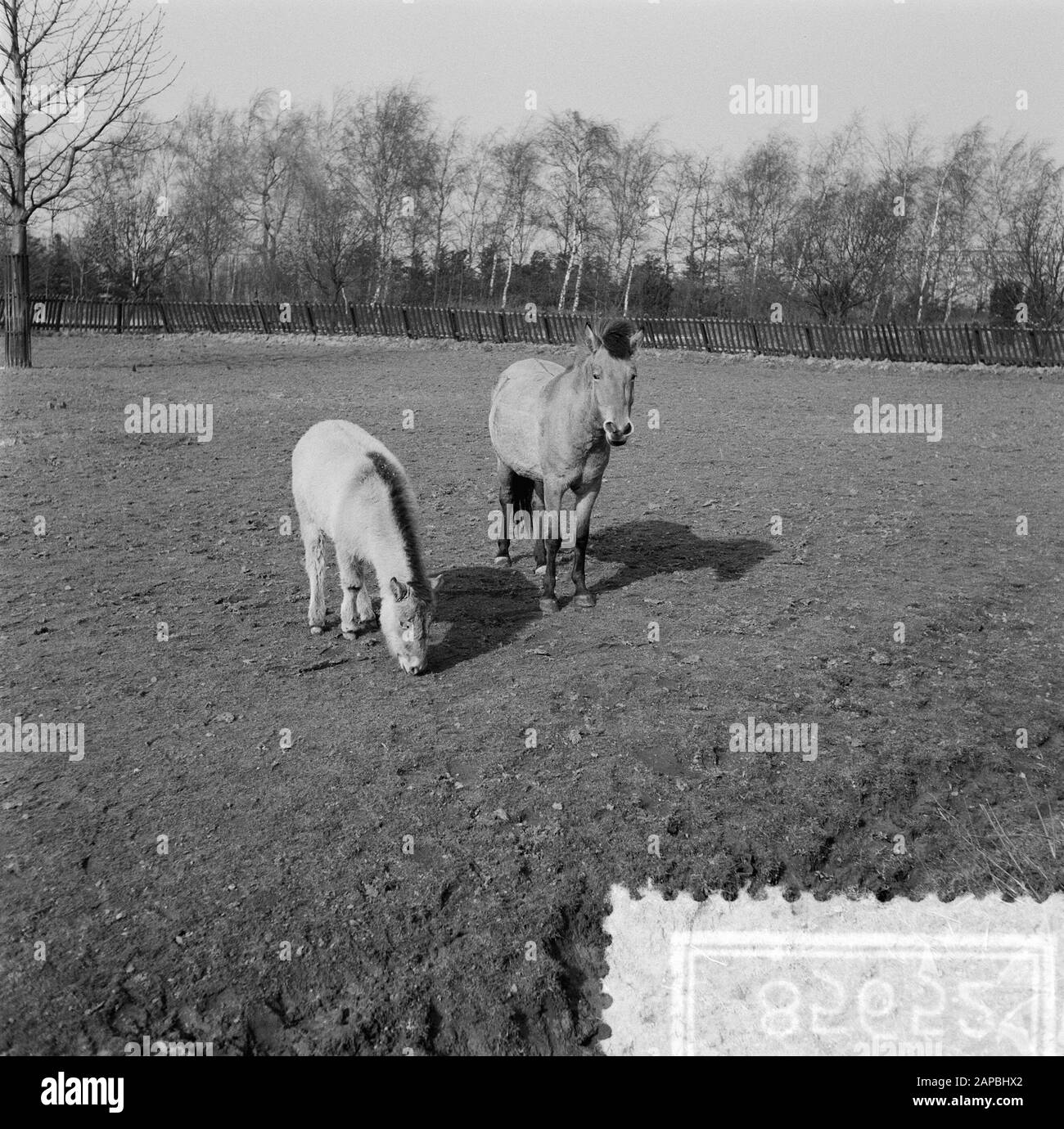 Daughter walski hi-res stock photography and images - Alamy