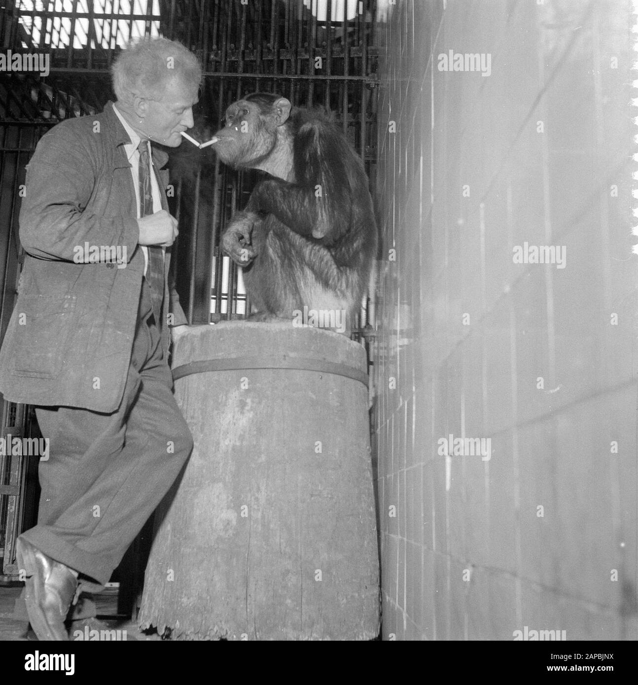 Smoking monkey Black and White Stock Photos & Images - Alamy