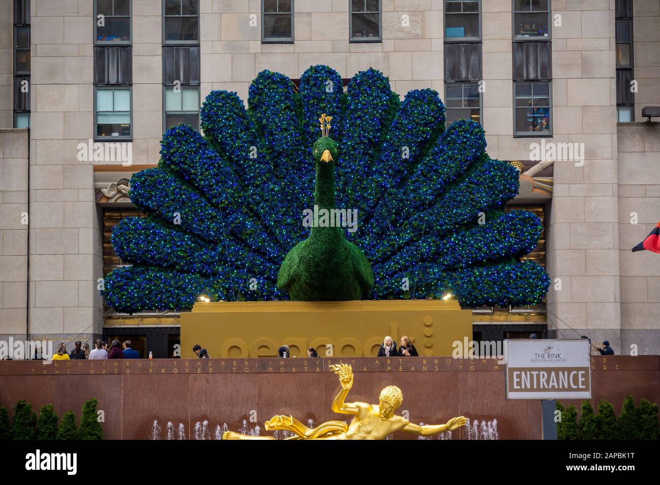 A giant topiary Peacock is displayed in Rockefeller Plaza in New York ...