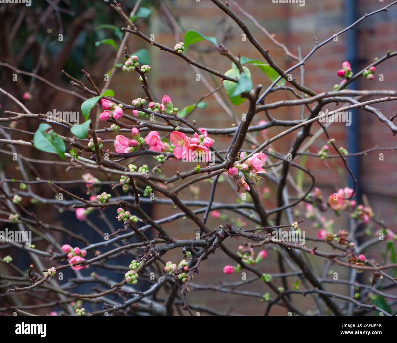 Medieval english hedgerow hi-res stock photography and images - Alamy
