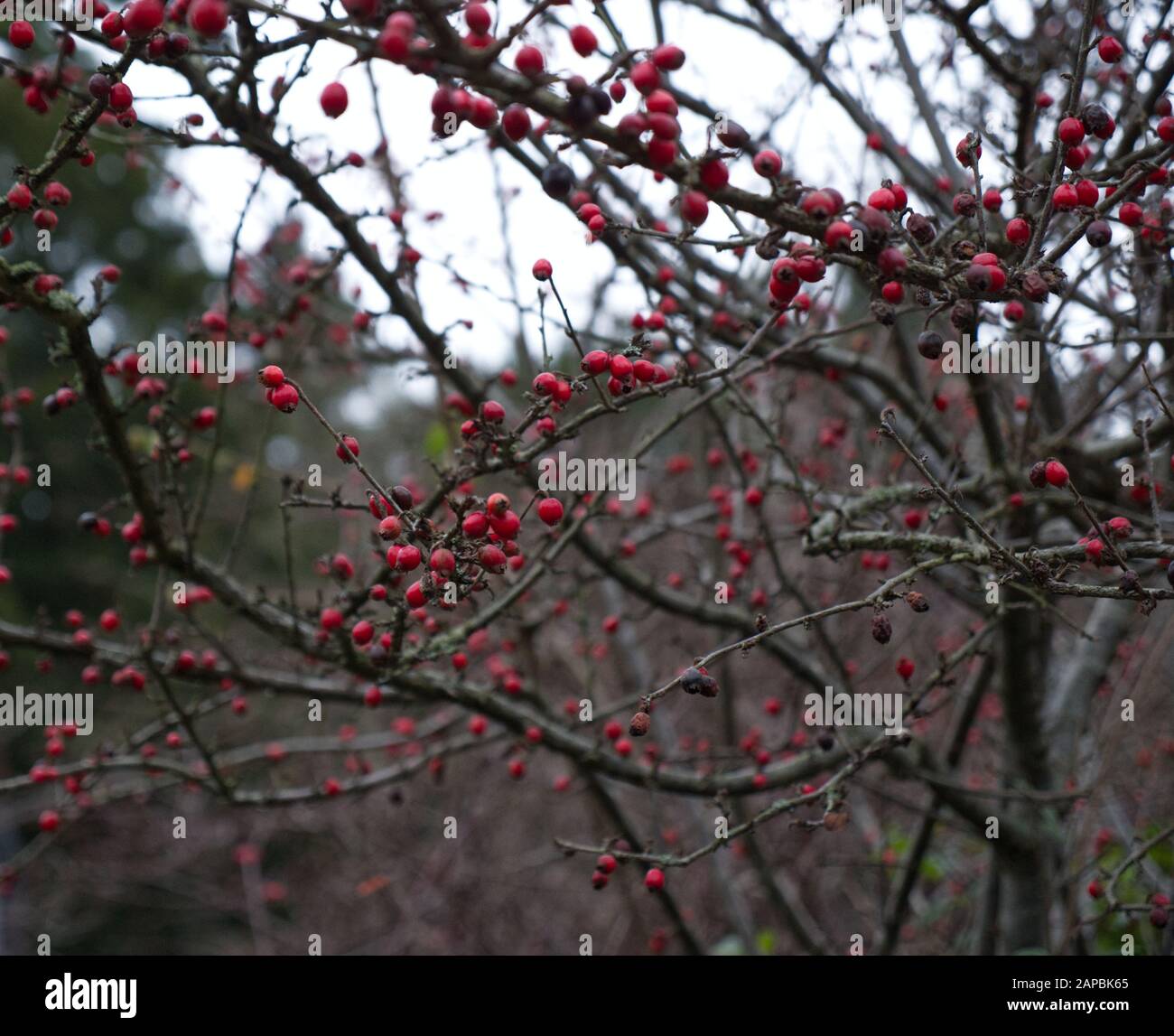 Hawthorn winter king hi-res stock photography and images - Alamy