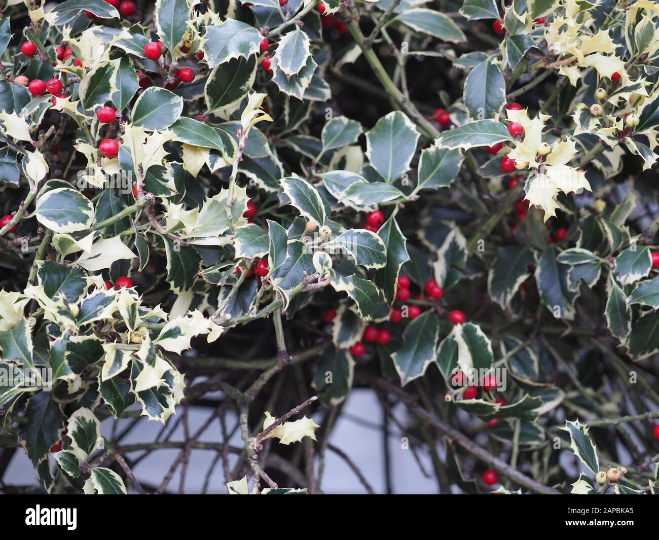 holly (Ilex aquifolium) aka English holly or European holly or ...