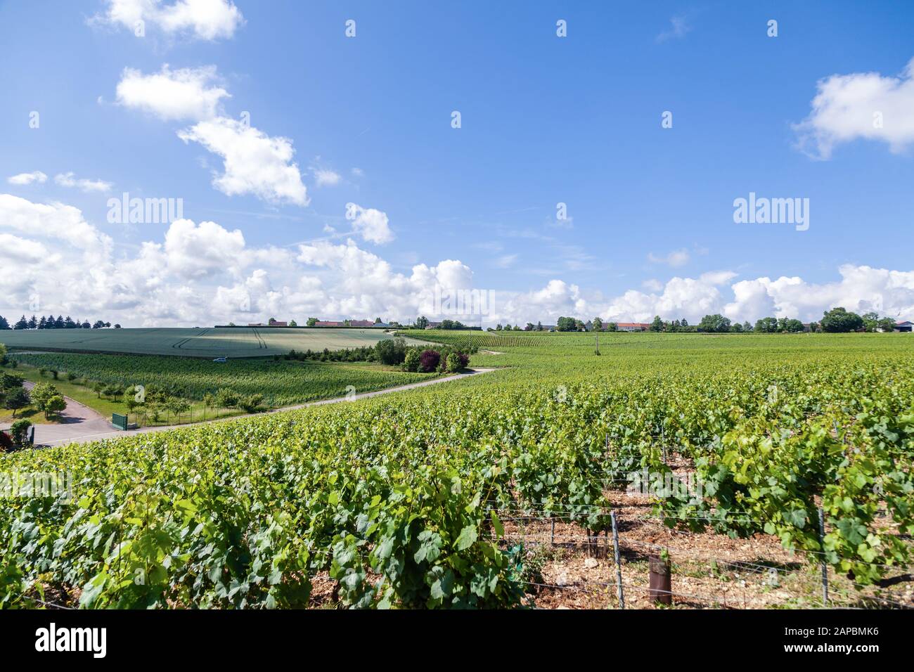 Closeup panoramic shot rows summer vineyard scenic landscape, hills, plantation, beautiful wine ...