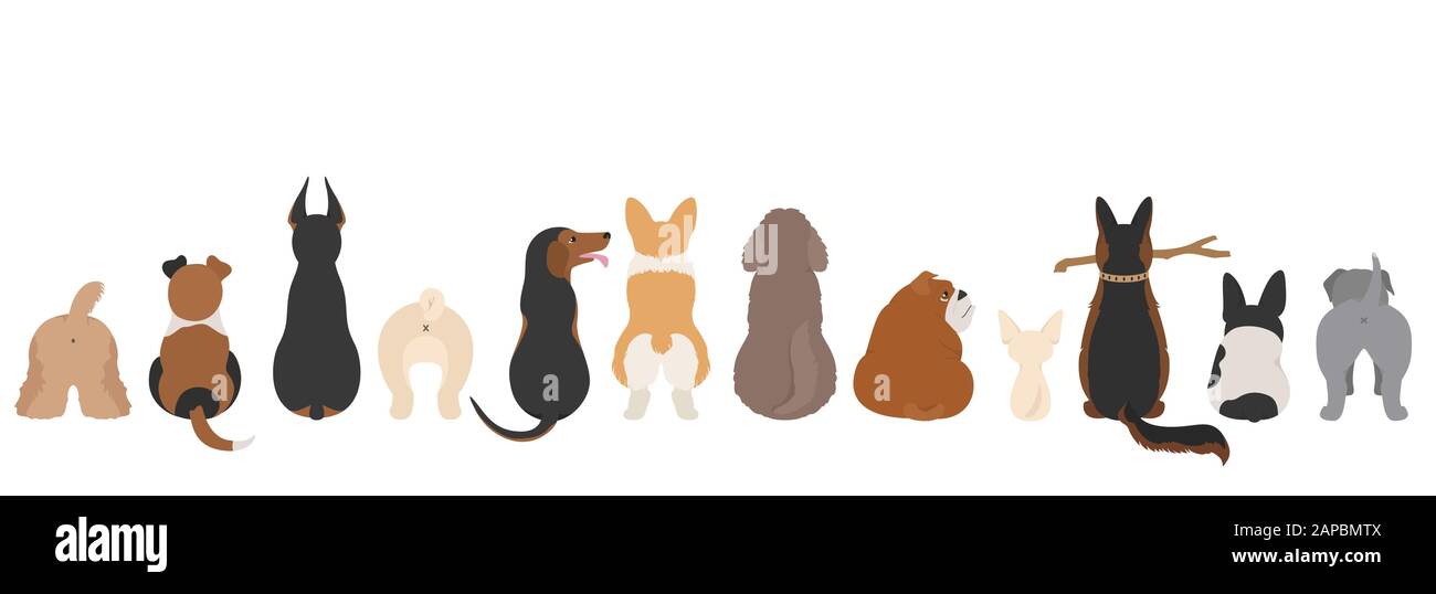Dogs poses behind. Dog`s butts. Flat design border. Vector illustration ...