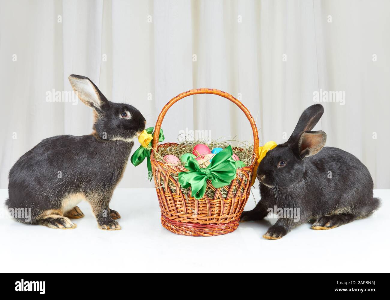 Two black bunny easter eggs hi-res stock photography and images - Alamy