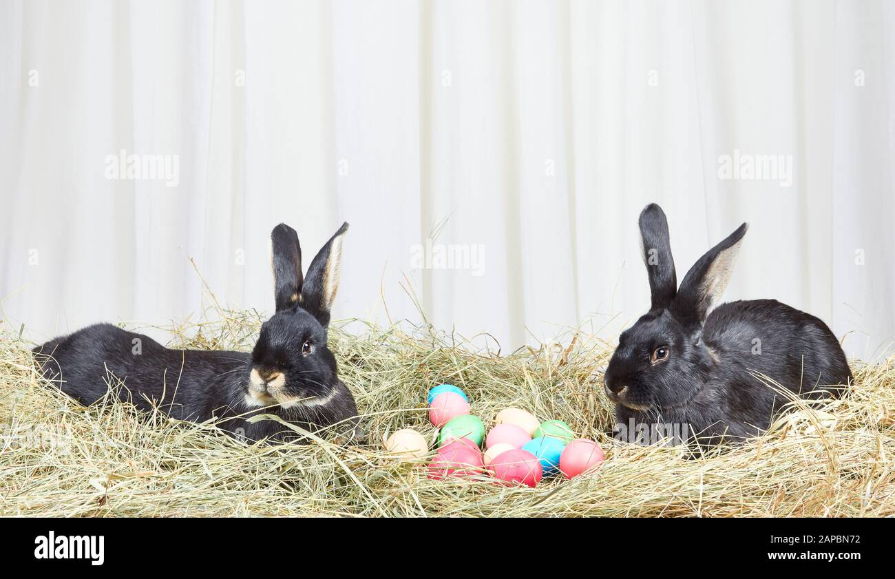 Black rabbits on hay near a multi-colored eggs Stock Photo - Alamy