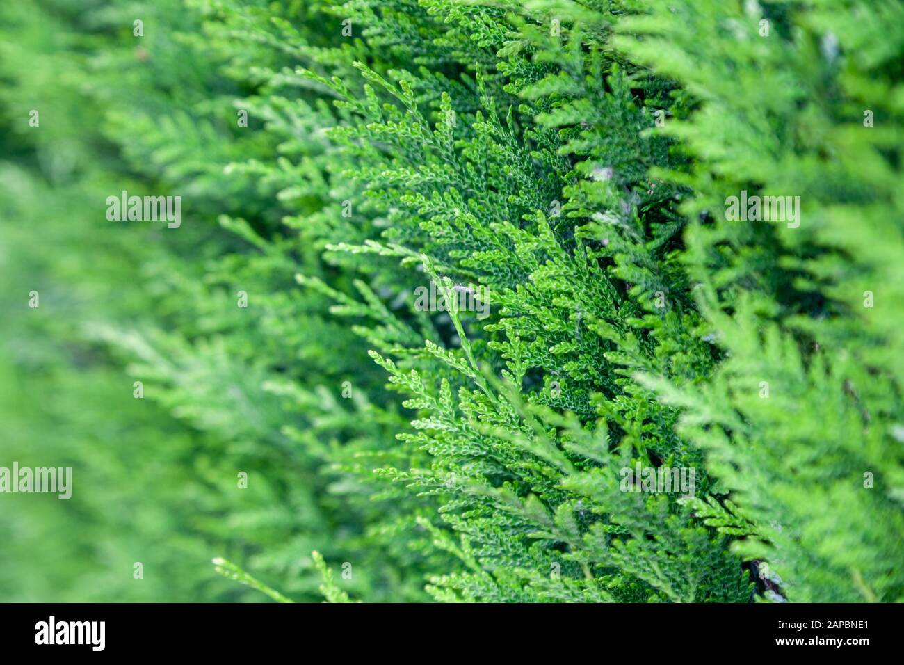 Closeup fresh green christmas leaves, branches of thuja trees on green ...