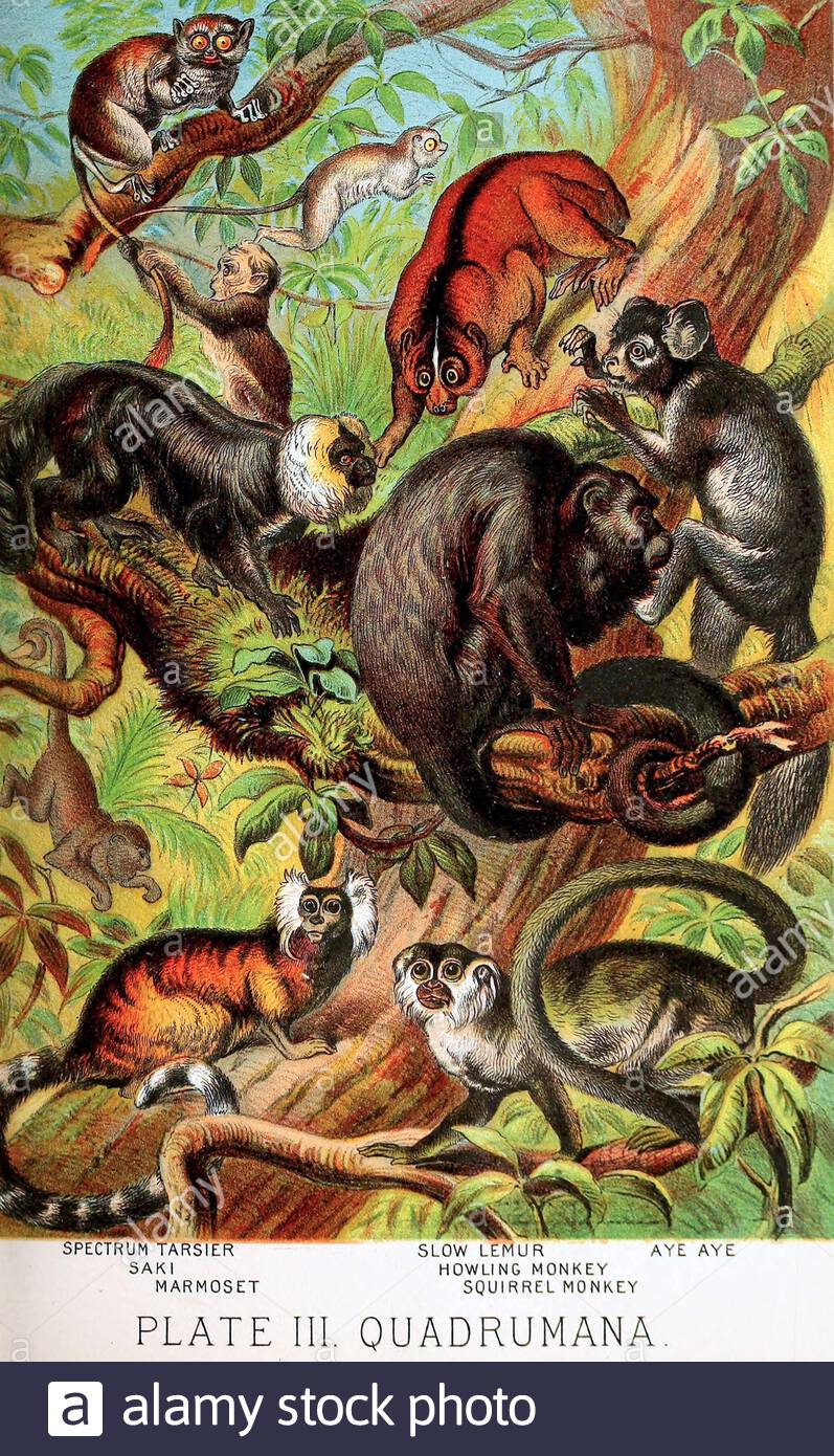 Spectrum tarsier, Saki, Marmoset, Slow lemur, Howling monkey, Squirrel ...