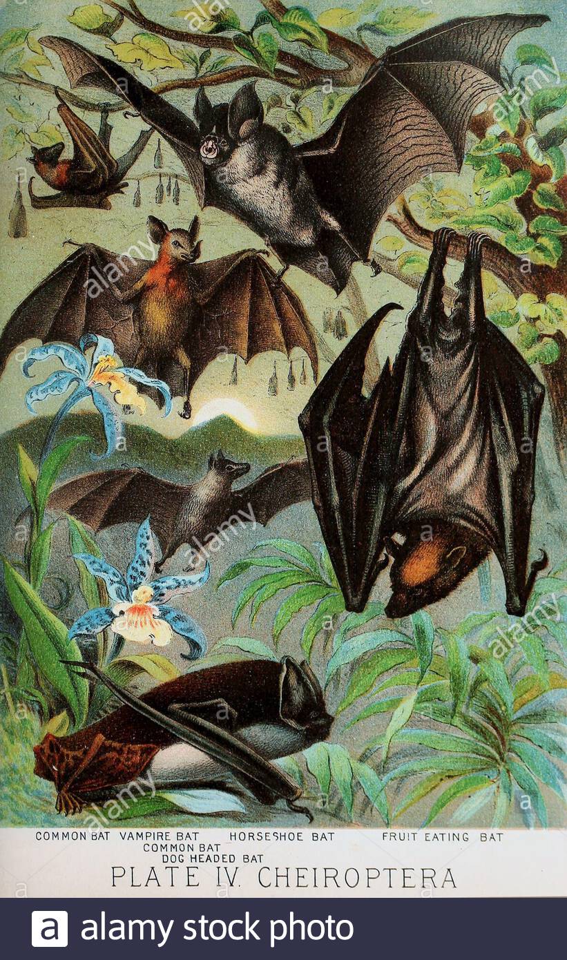 Common bat, Vampire bat, Dog headed bat, Horseshoe bat, Fruit eating ...