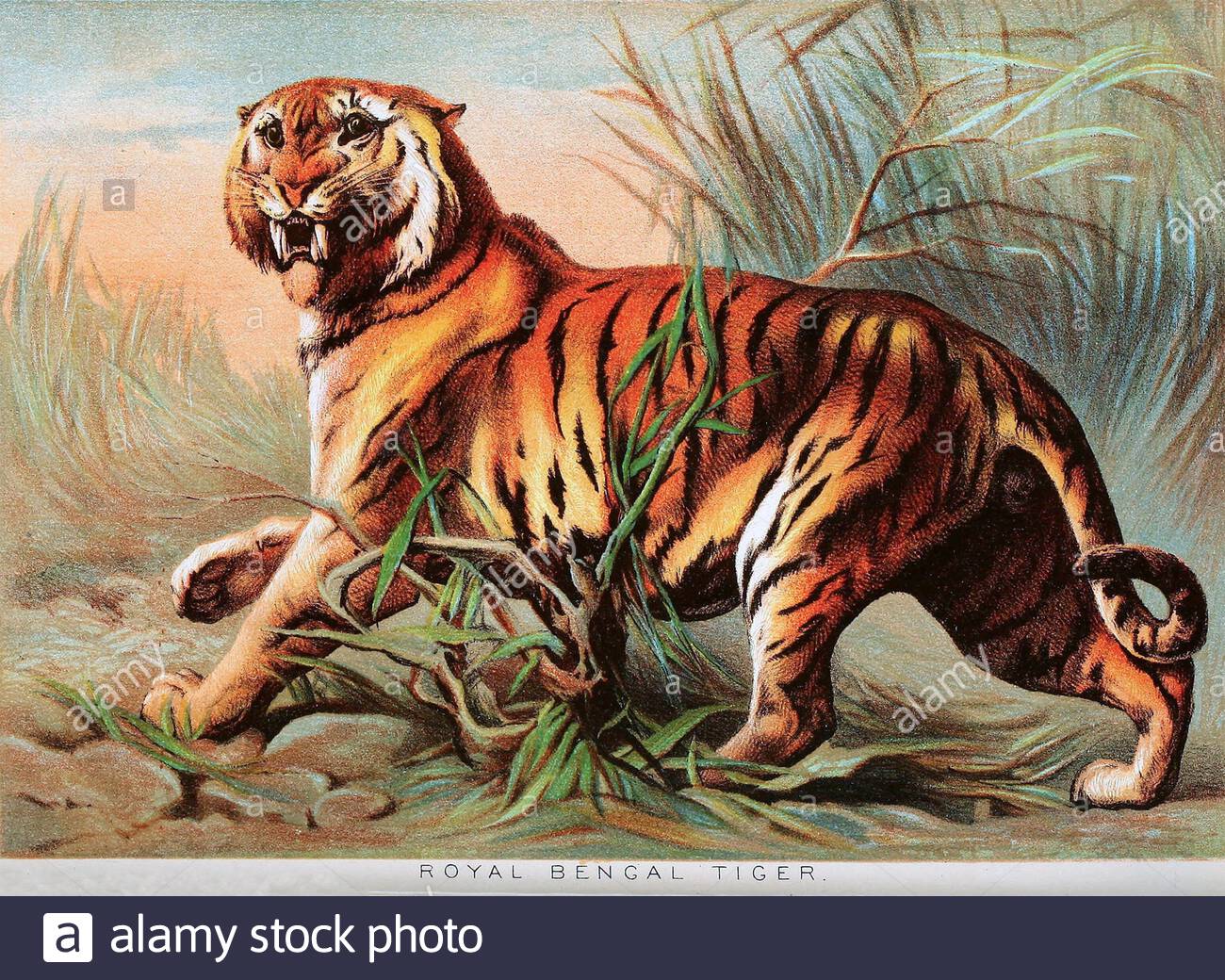 Vintage Tiger Illustration