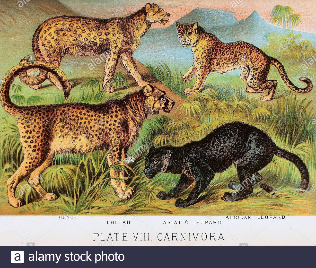 Ounce(Snow Leopard), Cheetah, African leopard, Asiatic leopard, vintage ...