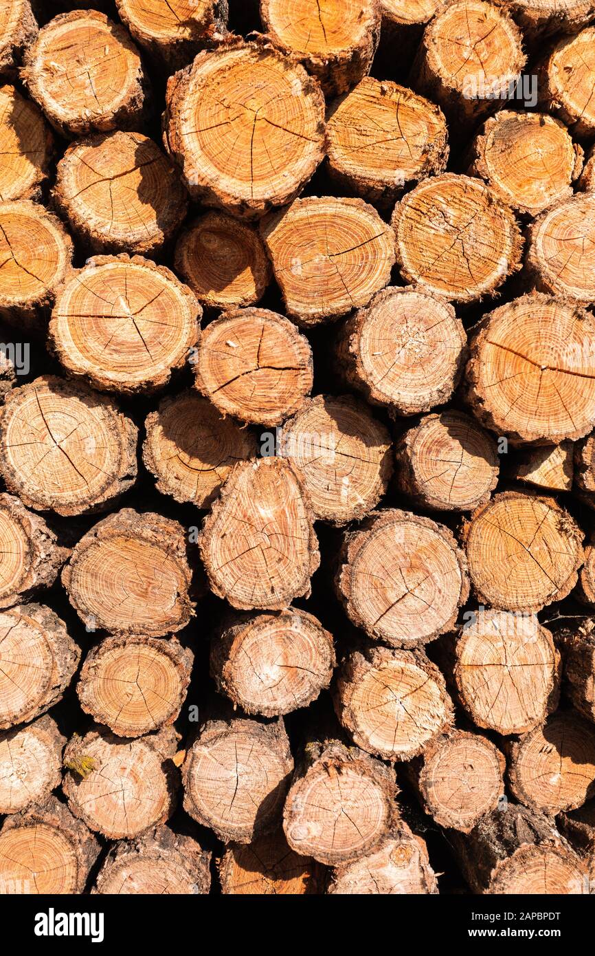 Wood cut texture background Stock Photo - Alamy