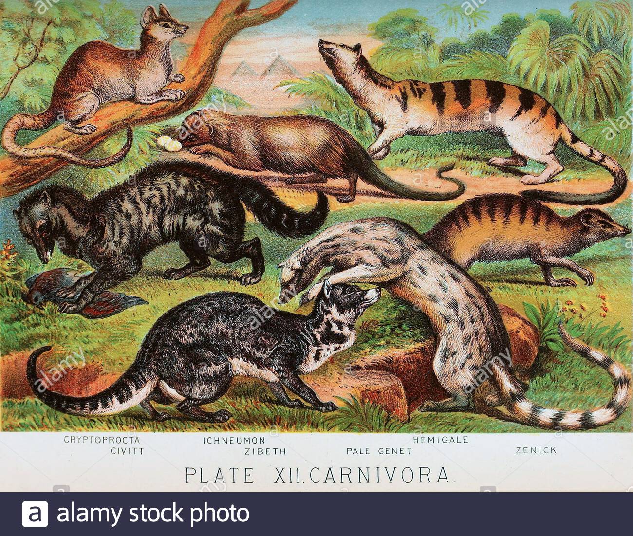Cryptoprocta(extinct), Civitt(Civet), Ichneumon(Egyptian mongoose ...