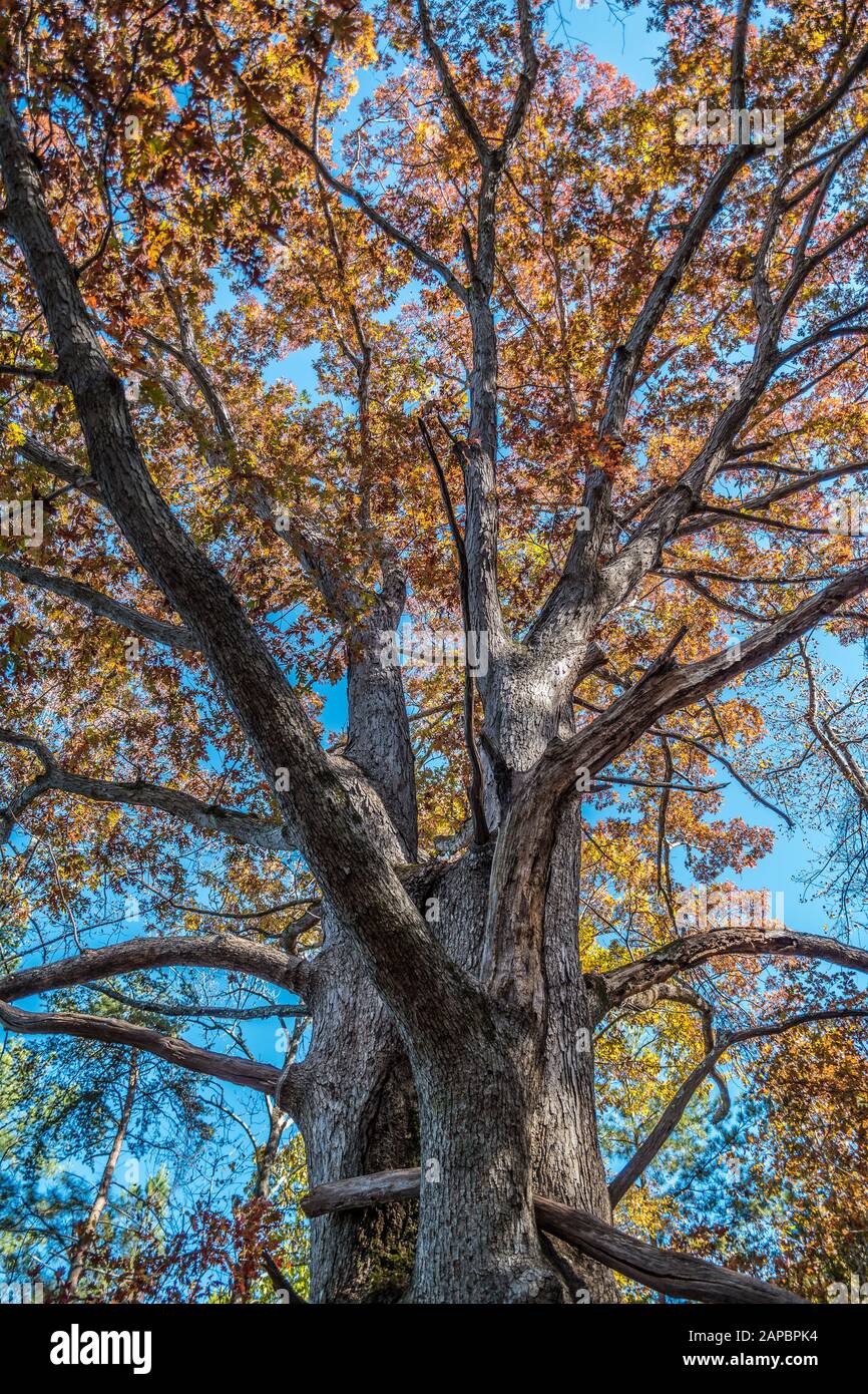 Beautiful old growth tree in the forest with colorful fall leaves ...
