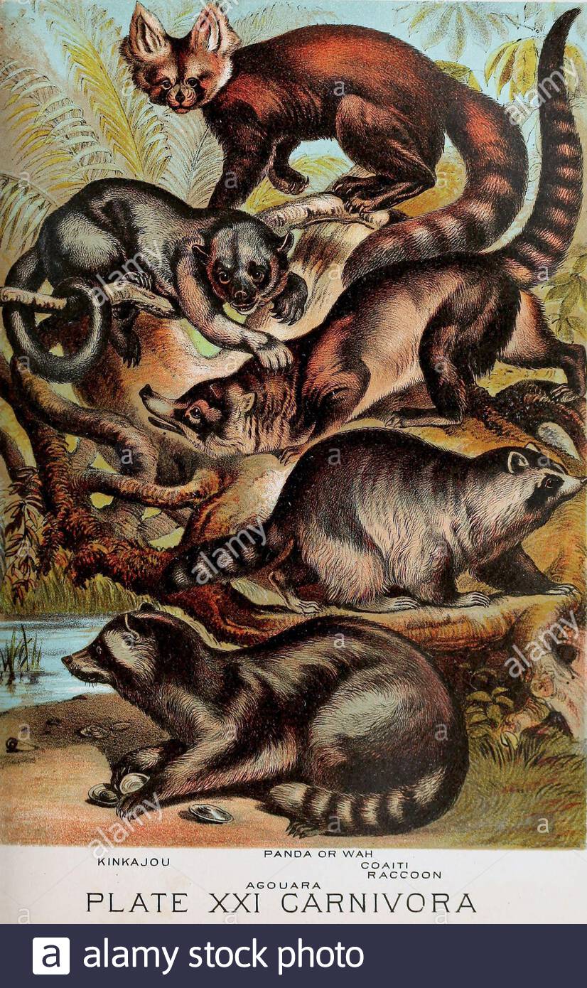 Illustration panda hi-res stock photography and images - Alamy