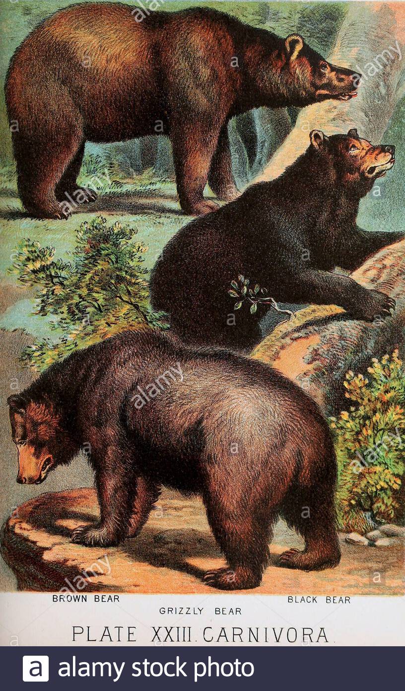 Brown bear, Grizzly bear, Black bear, vintage colour lithograph ...