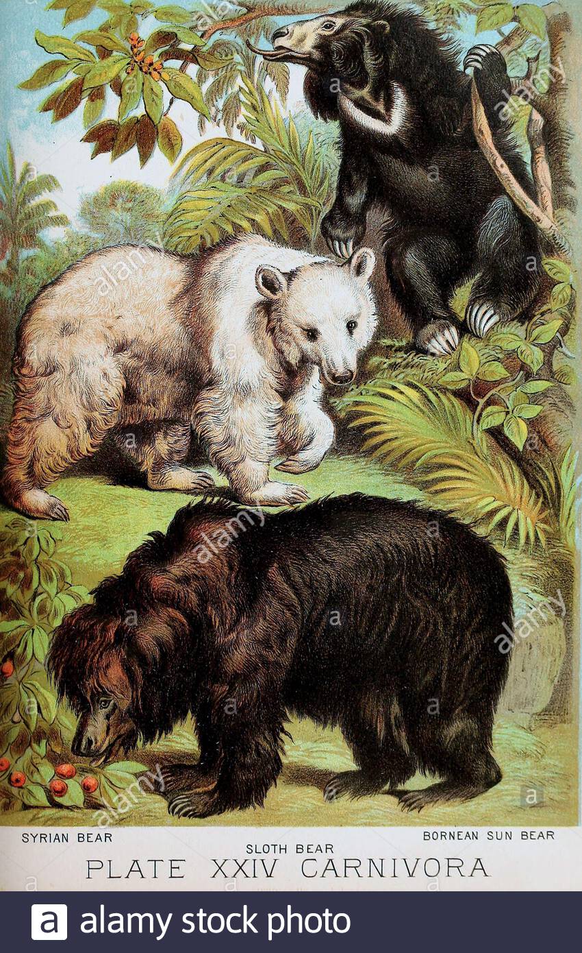 Syrian bear, Sloth bear, Bornean Sun bear, vintage colour lithograph ...