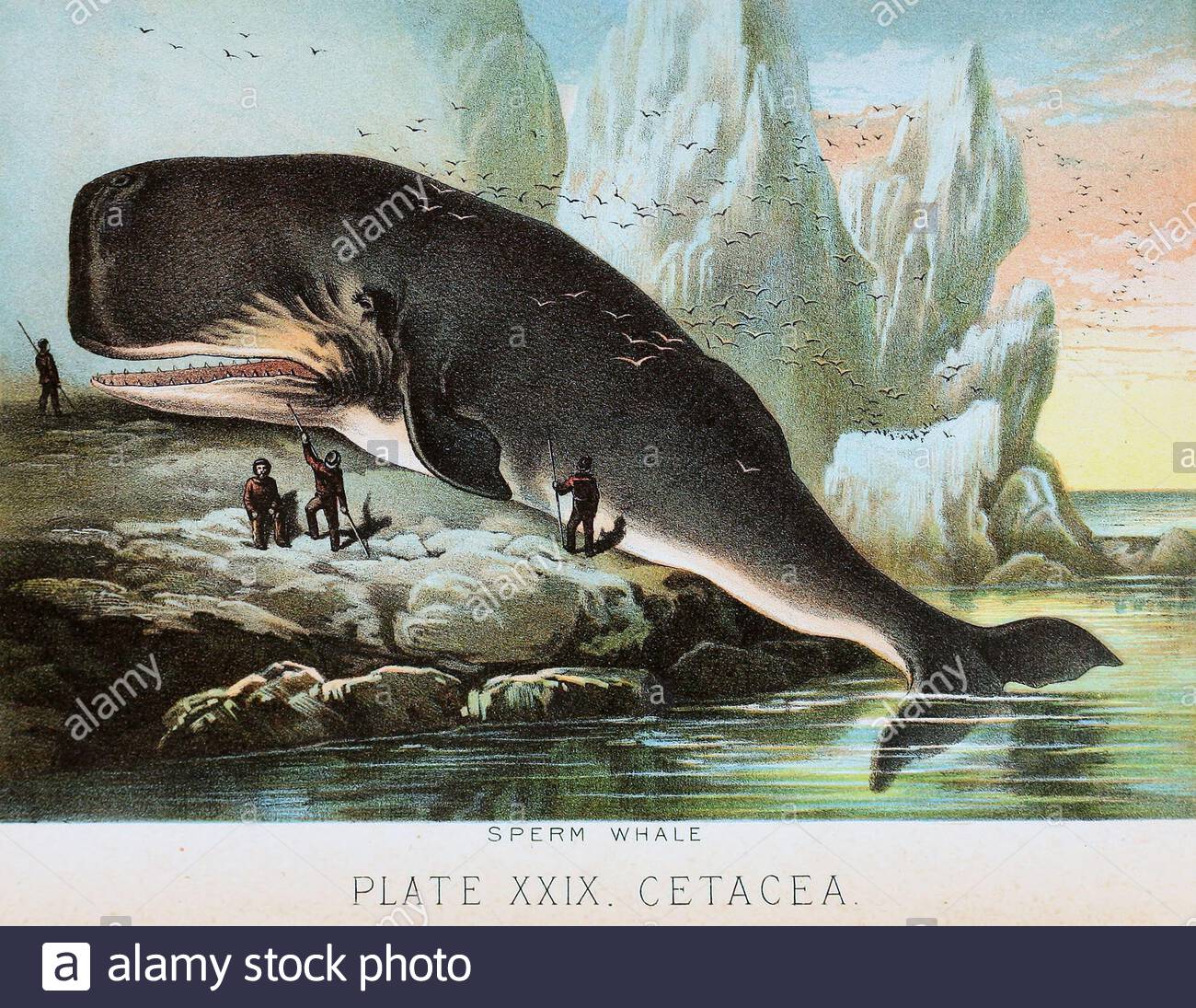 Sperm whale, vintage colour lithograph illustration from 1880 Stock ...