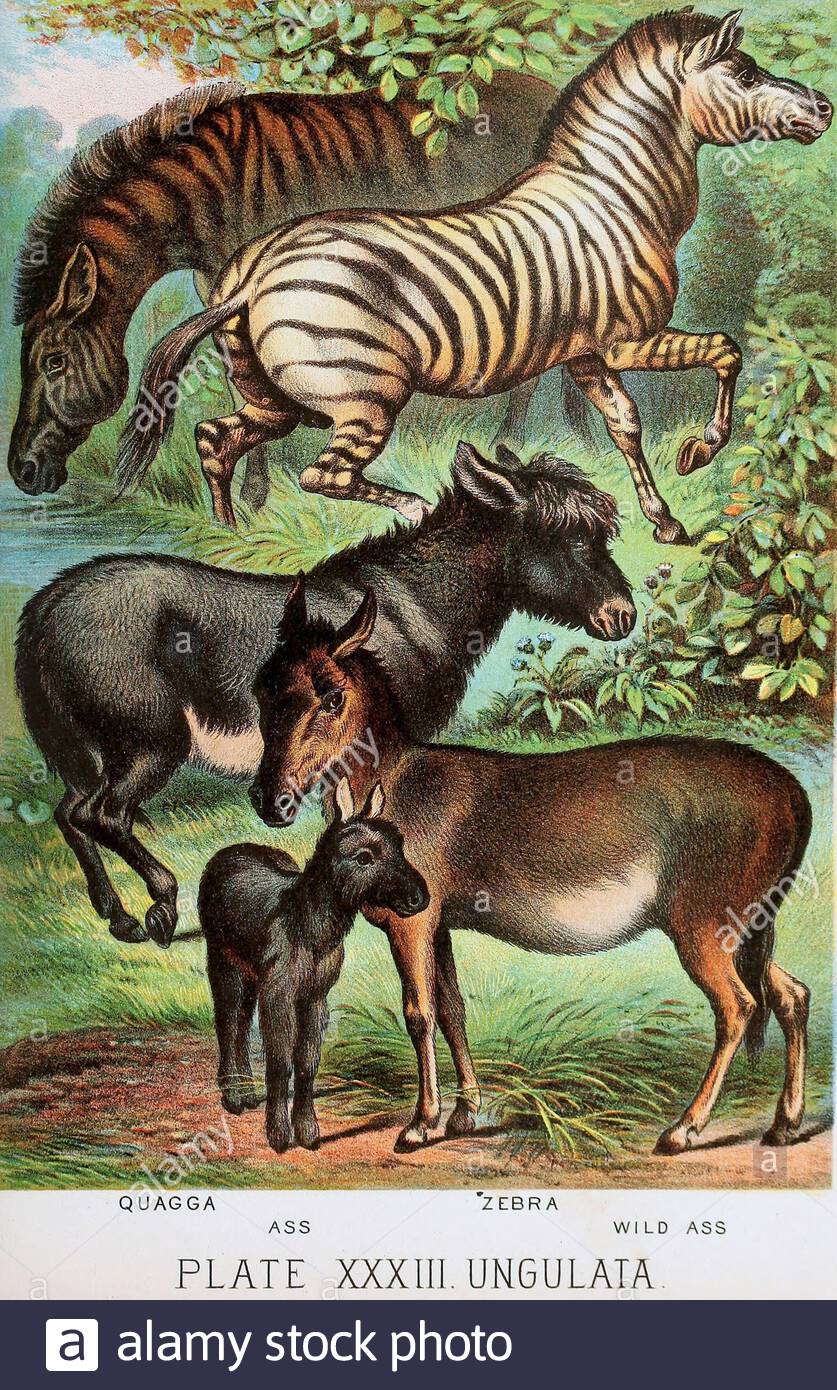 Quagga(extinct), Ass, Zebra, Wild Ass, vintage colour lithograph ...