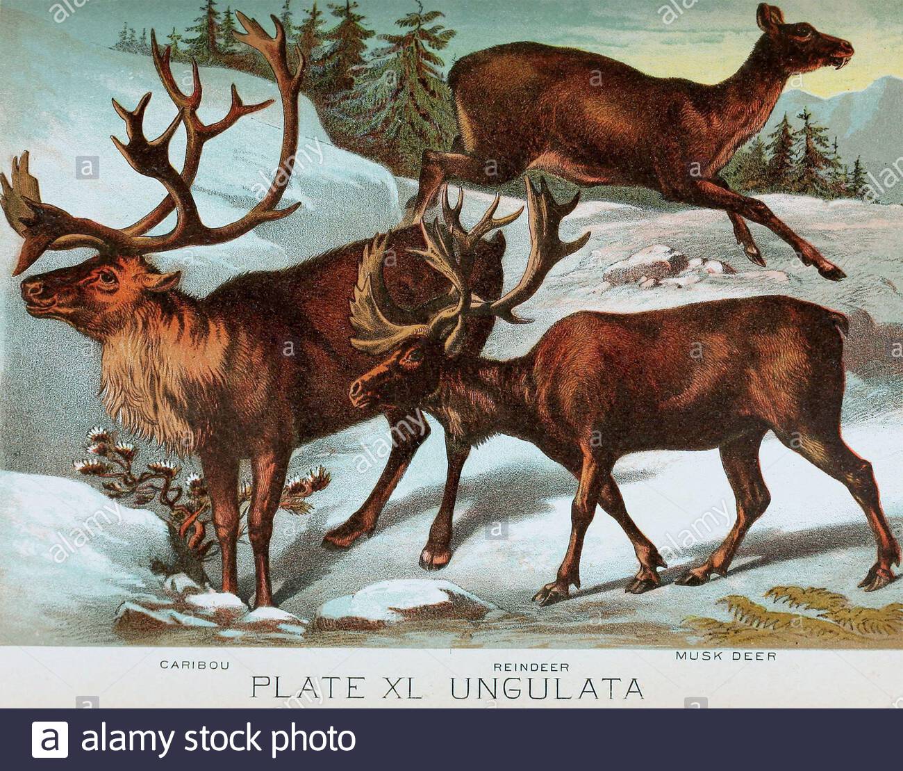 Pictures musk deer hi-res stock photography and images - Alamy