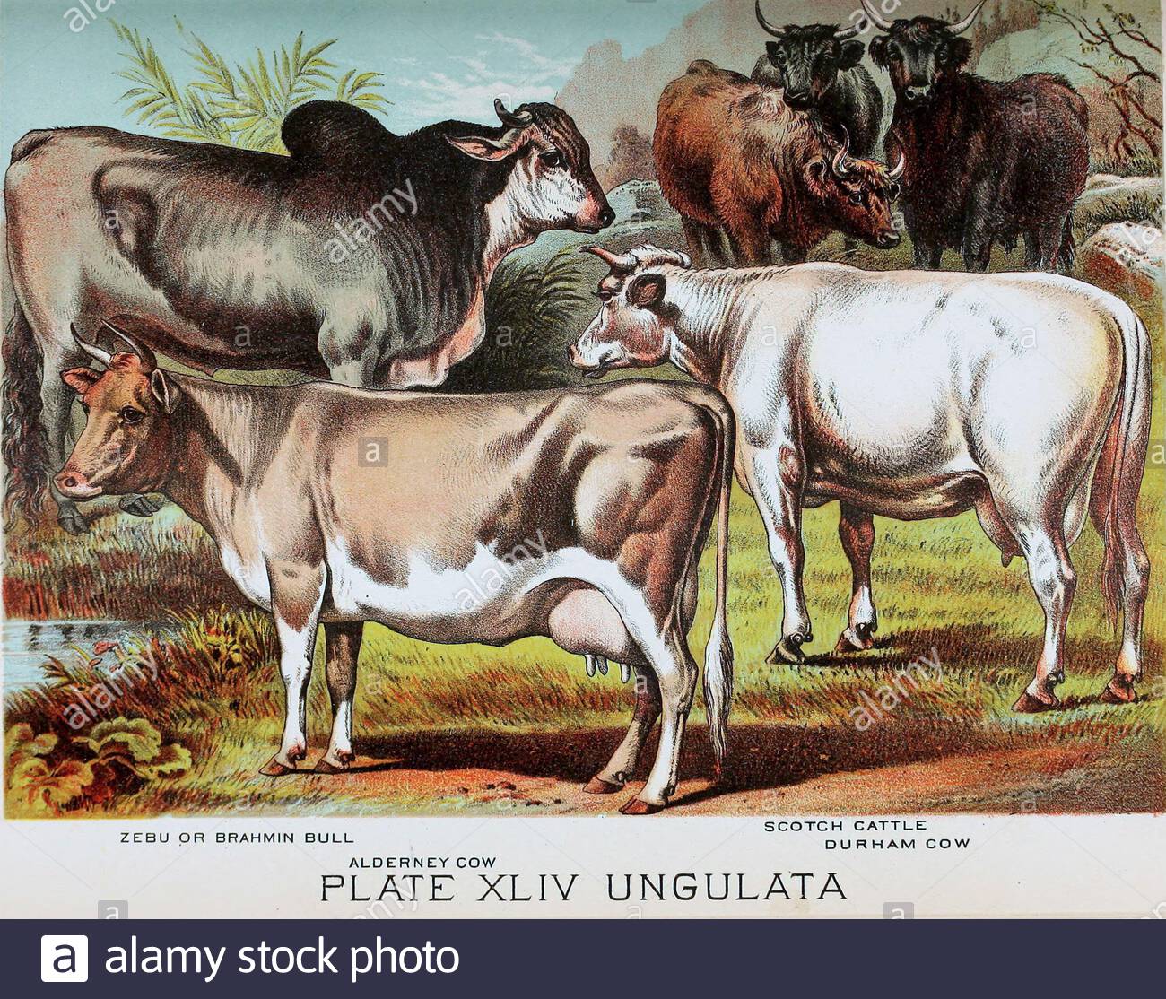 Durham cattle hi-res stock photography and images - Alamy