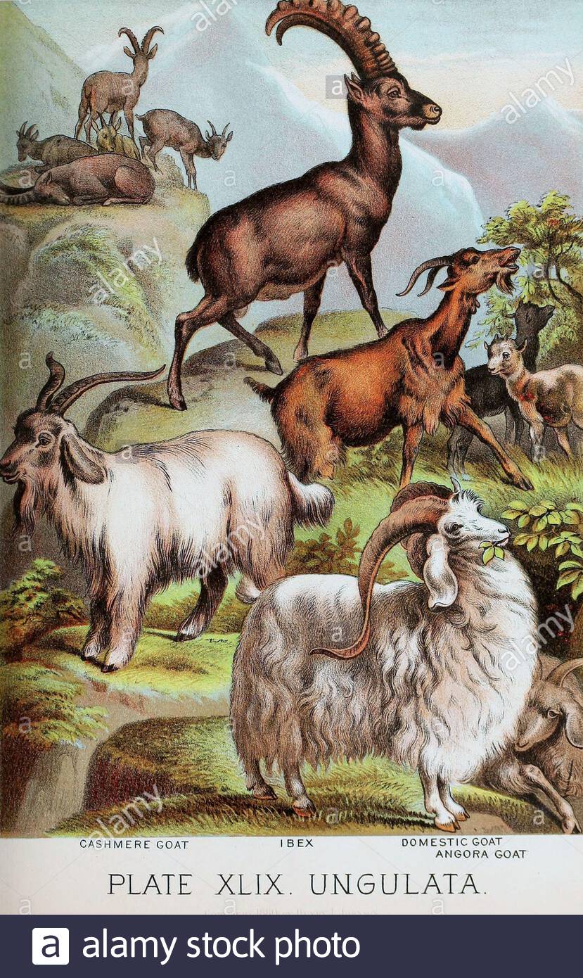 Cashmere goat, Ibex, Domestic goat, Angora goat, vintage colour ...