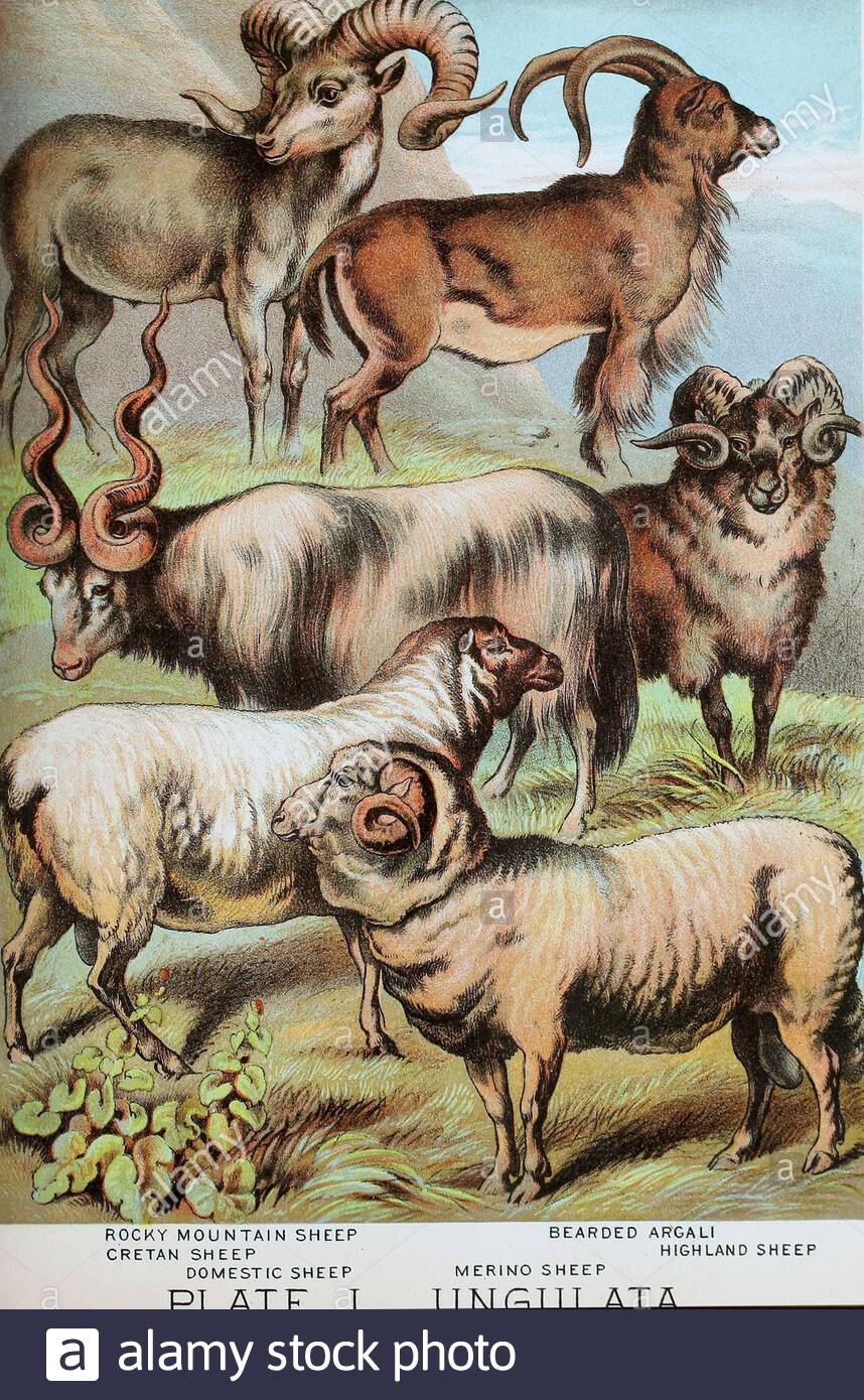 Rocky Mountain Sheep Cretan Sheep Domestic Sheep Bearded Argali