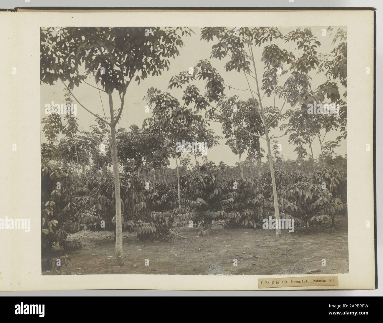 Photo album Deli Maatschappij: Rubber, coffee and tea plantations of ...