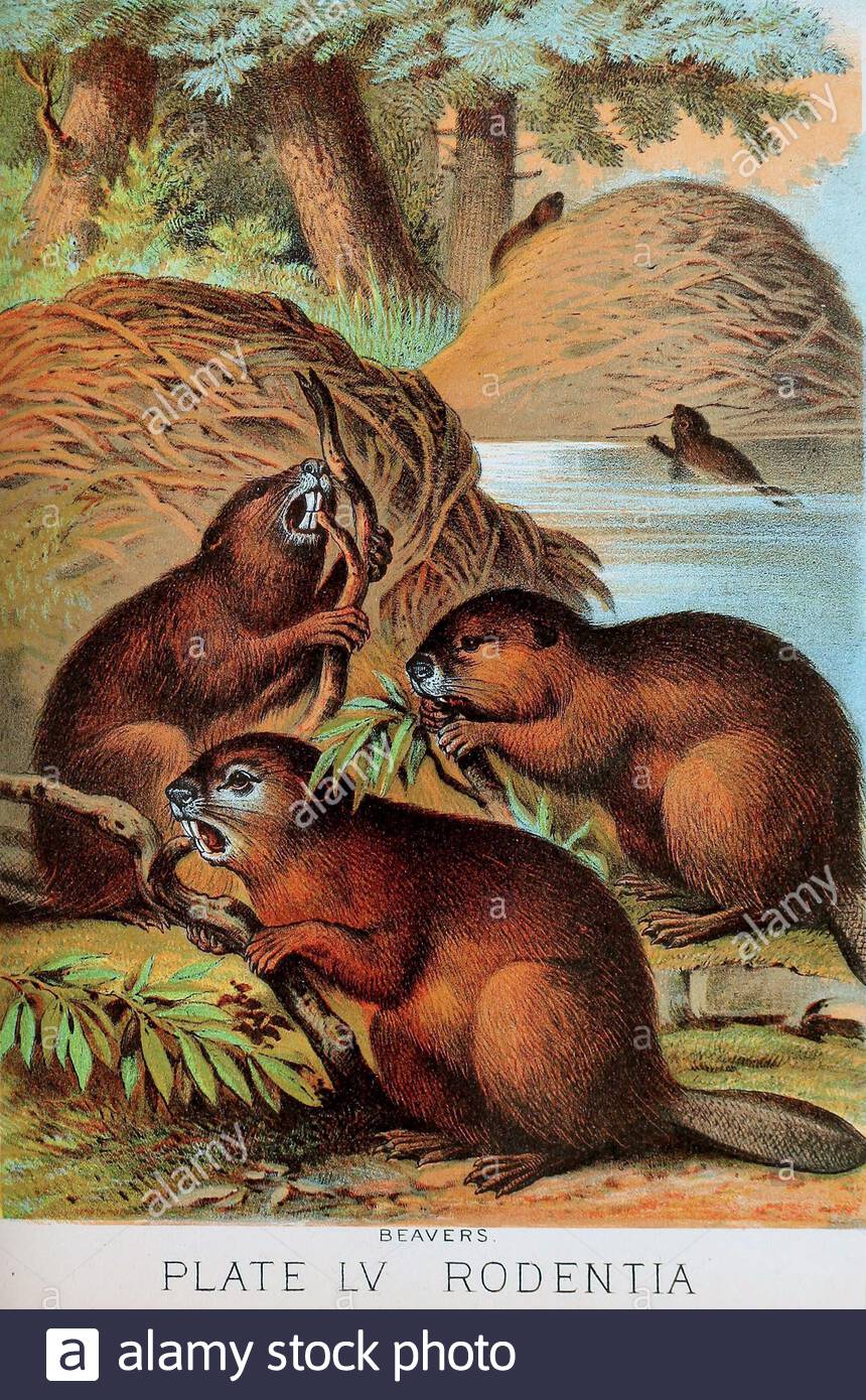 Beavers, vintage colour lithograph illustration from 1880 Stock Photo ...