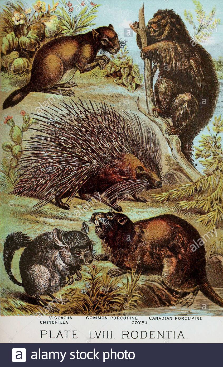 Vizcacha drawing hi-res stock photography and images - Alamy