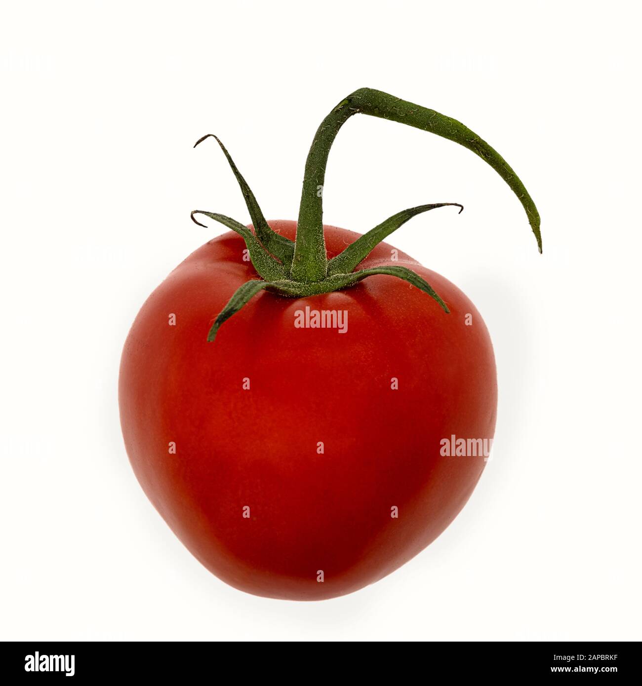 Tomato nightshade hi-res stock photography and images - Alamy