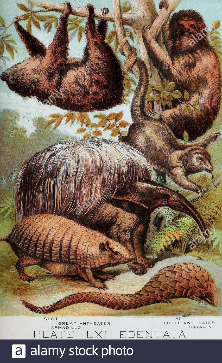 Sloth, Great Anteater, Armadillo, Little anteater, Phatagin(Pangolin), vintage colour lithograph ...