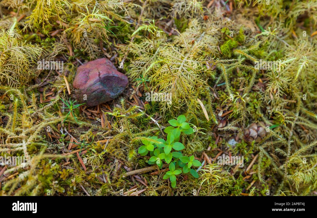 A red rock on a moss covered log marking an area in the Hoh Rainforest ...
