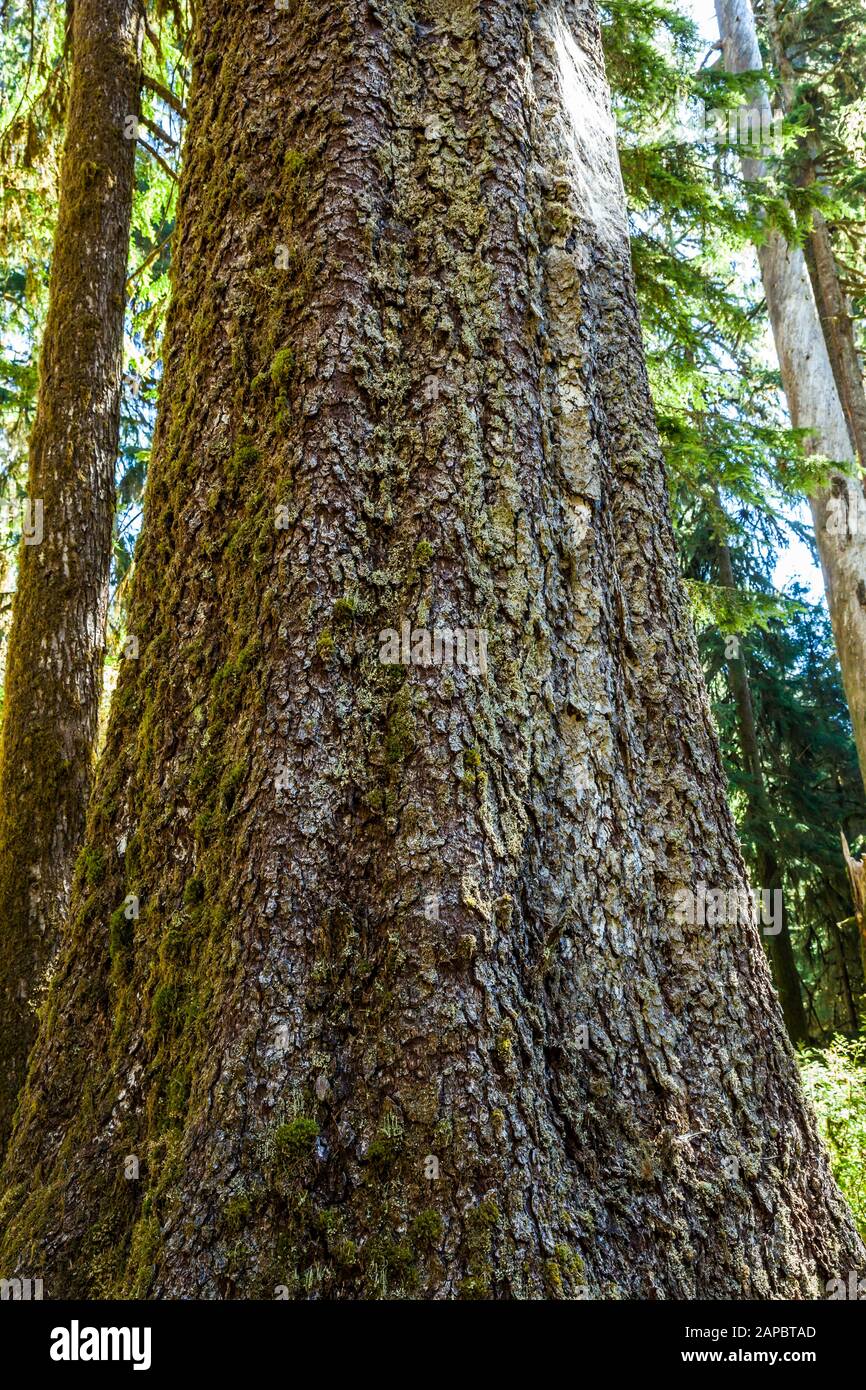 A Sitka Spruce Tree trunk rises from the forest floor, Hoh Rainforest ...