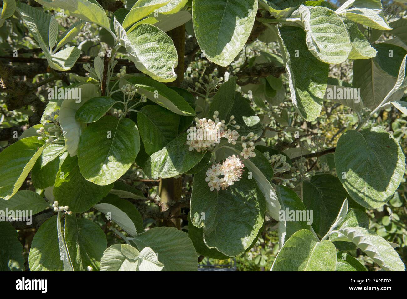 Tibetan whitebeam tree hi-res stock photography and images - Alamy